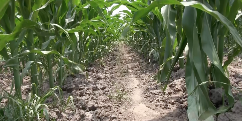 Organic Weed Control Success – BigYield